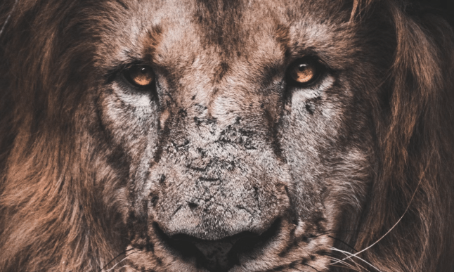 Four Beasts and the Ancient of Days – The Fight of Faith